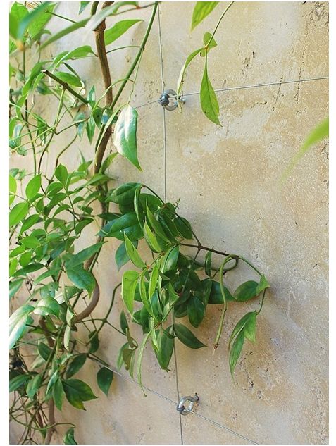 DIY: Invisible Trellis | Centsational Style