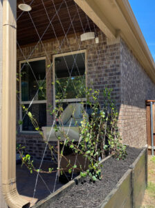 DIY Trellis Designs | Centsational Style