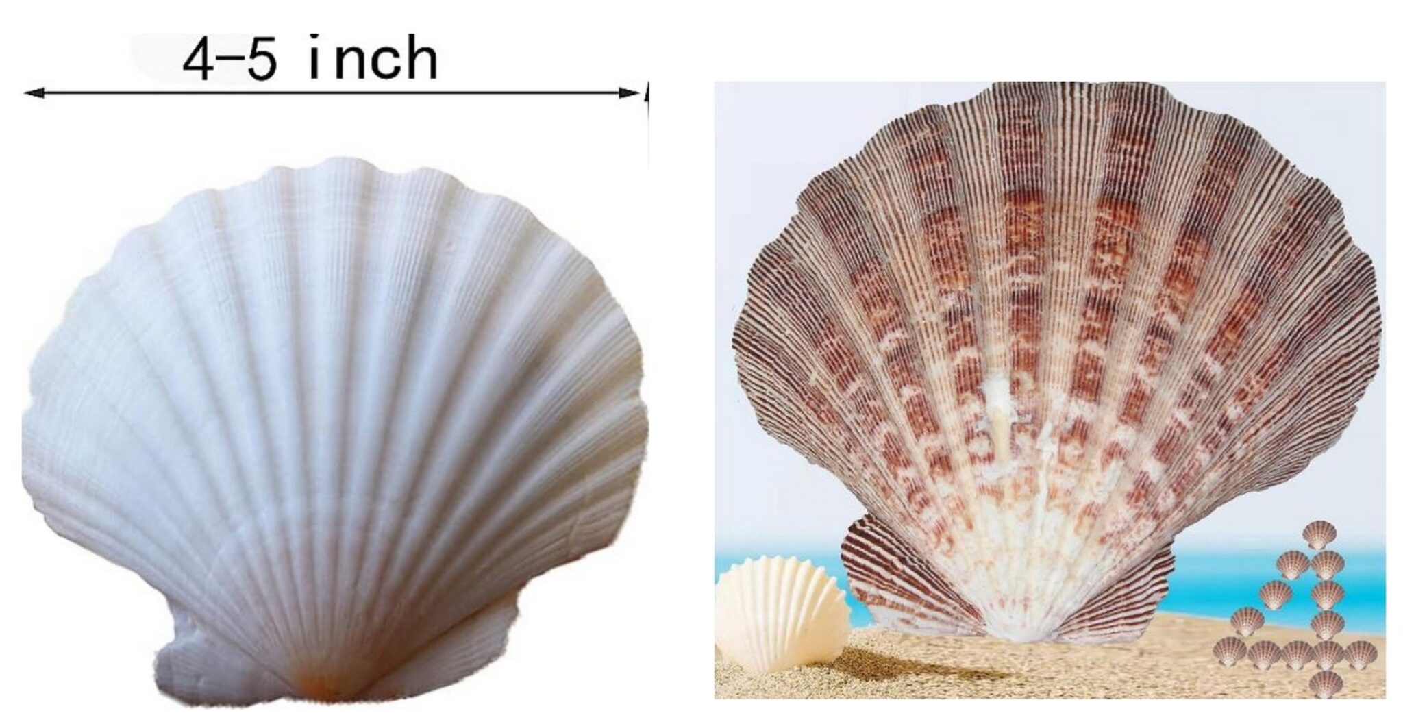 DIY Decorative Shell Trinket Trays | Centsational Style