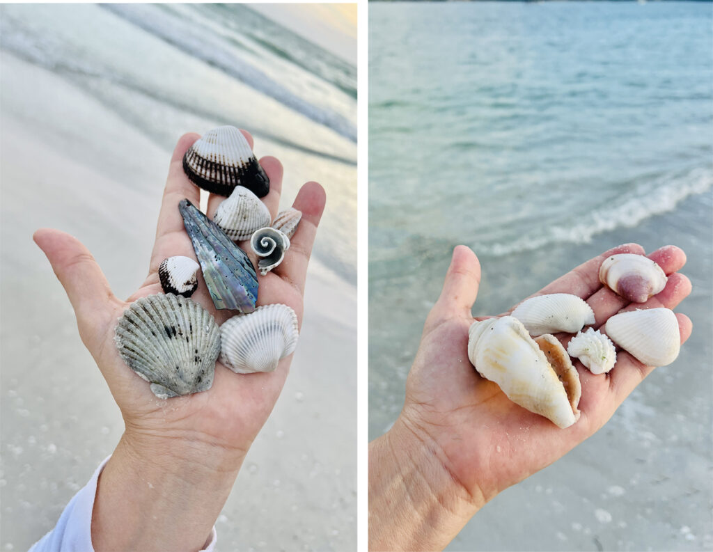 DIY Shell Shadow Boxes | Centsational Style